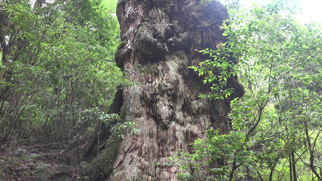 [4K]屋久島「ヤクスギランド 釈迦杉」shaka-sugi - YouTube