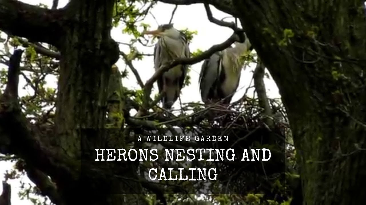 Herons Calling at a Heronry - YouTube
