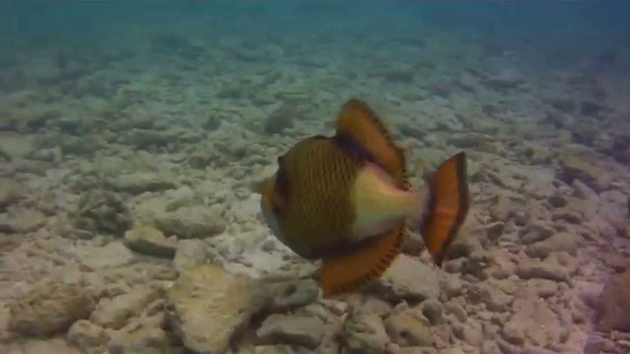 Titan Triggerfish / Riesen Drückerfisch [Attack] auf Filitheyo 2015 [TITAN TRIGGERFISH ATTACK ...