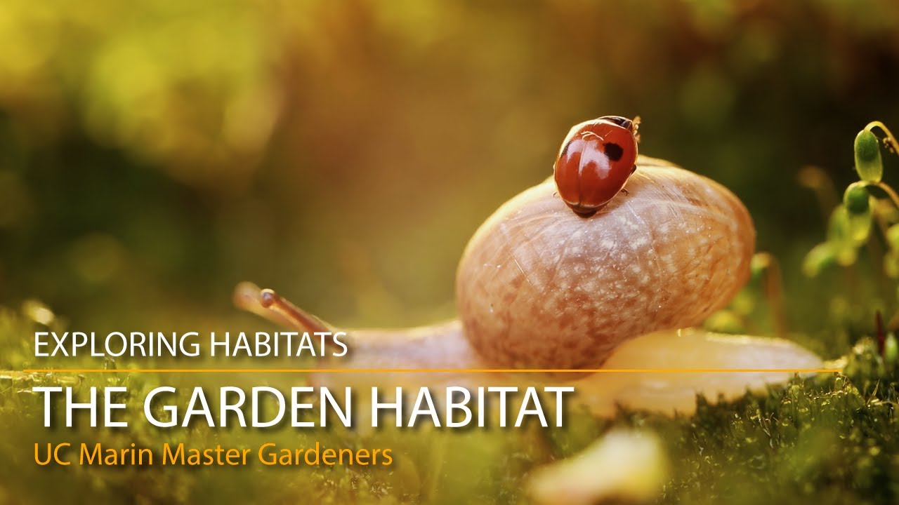 The Garden Habitat - Exploring Habitats - YouTube