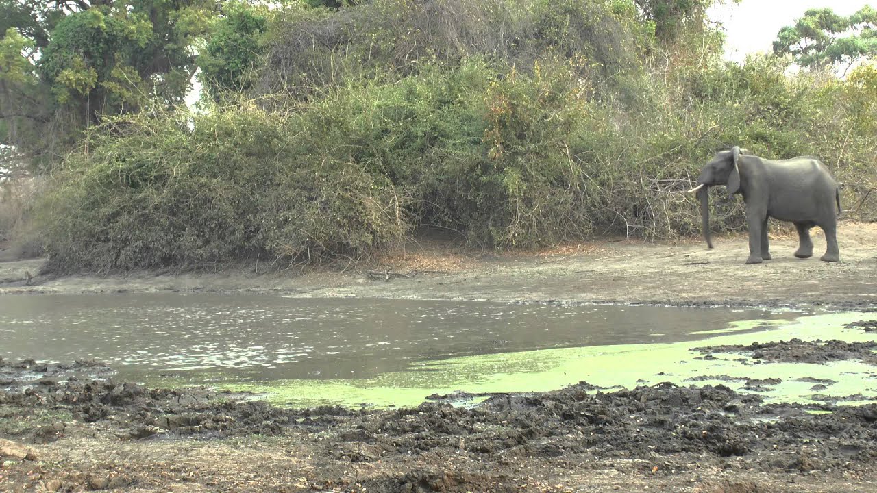 lion cub and elephant - YouTube