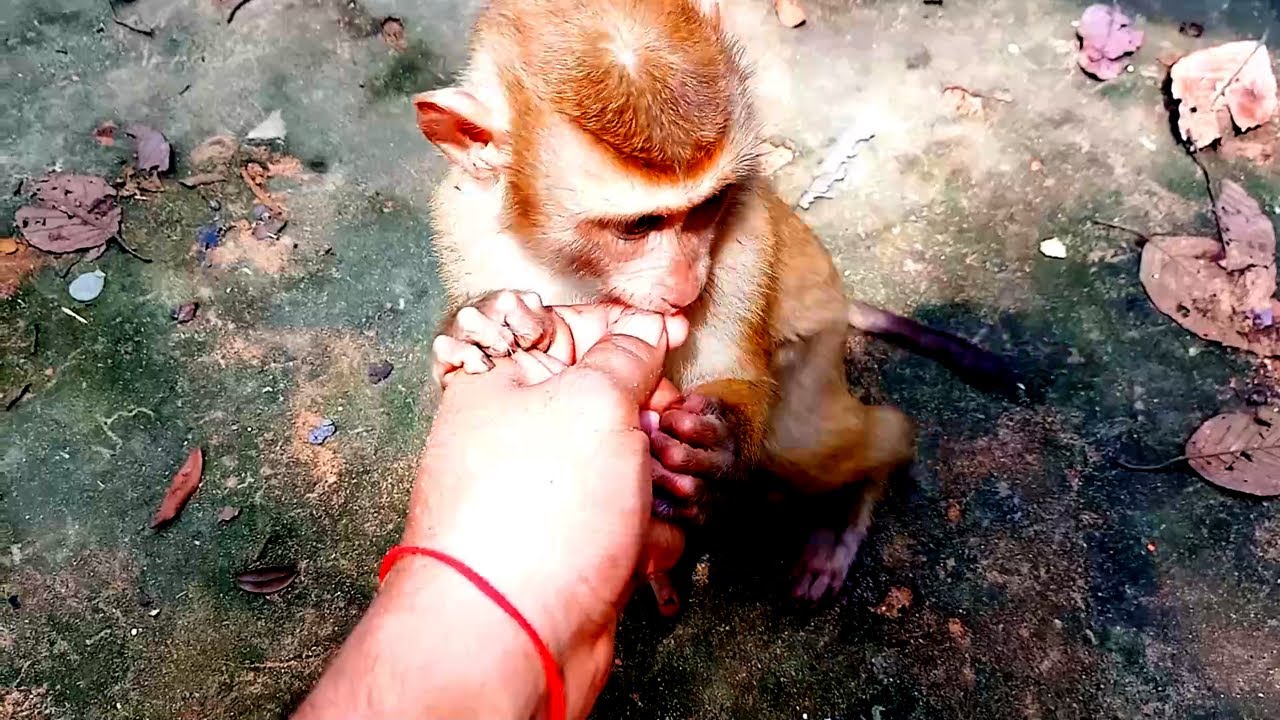 Let's do it! caring wild monkey and feeding peanuts || Happy eating ...