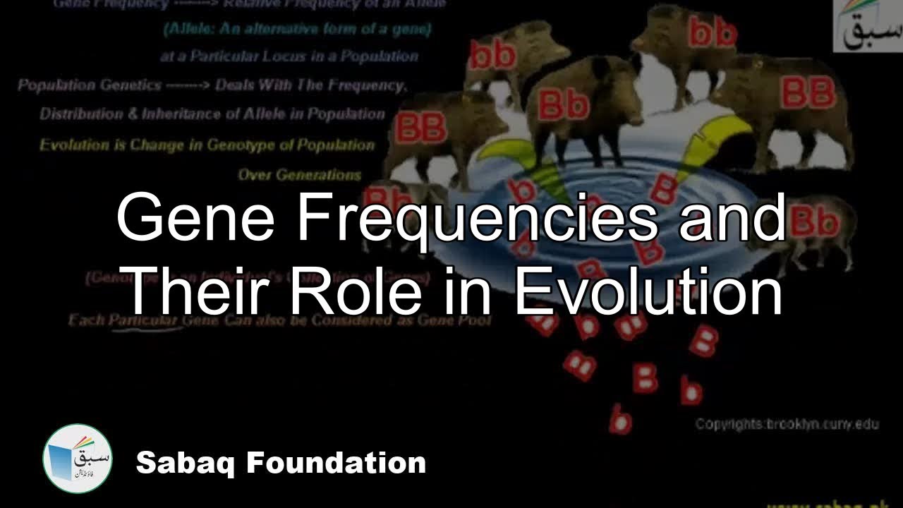 Gene Frequencies and Their Role in Evolution, Biology Lecture | Sabaq ...