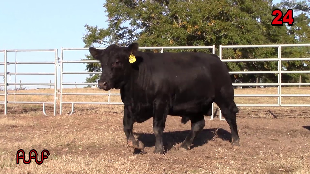 Adams Angus Farm Lot 24 - YouTube