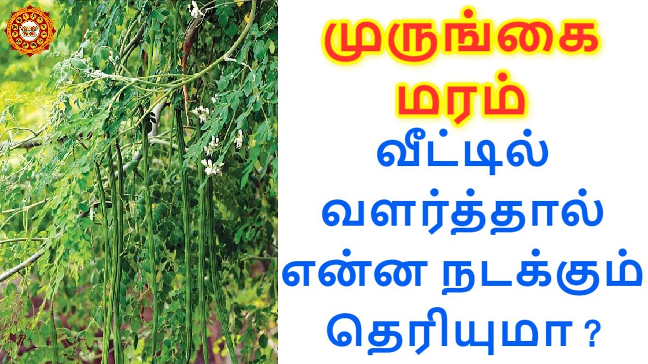 முருங்கை மரம் வீட்டில் வளர்க்கலாமா ? Murungai maram veetil valarkalama ...