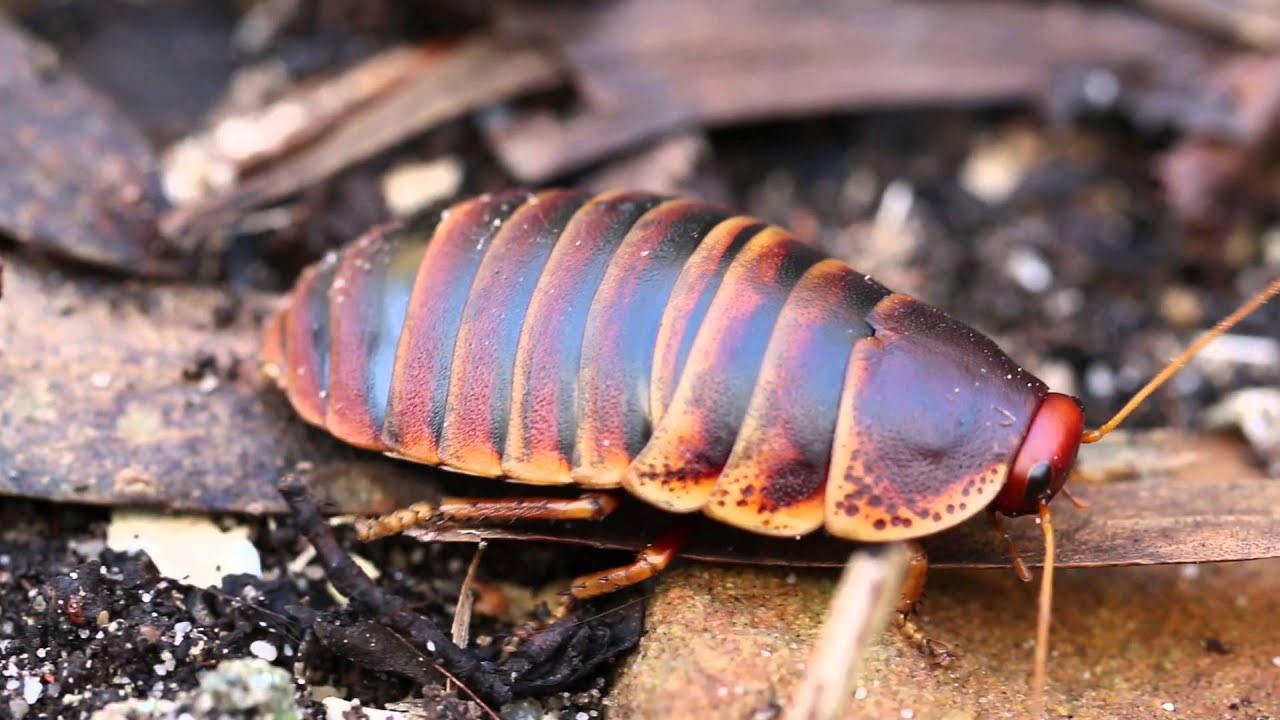 Table Mountain cockroach: Aptera fusca - YouTube