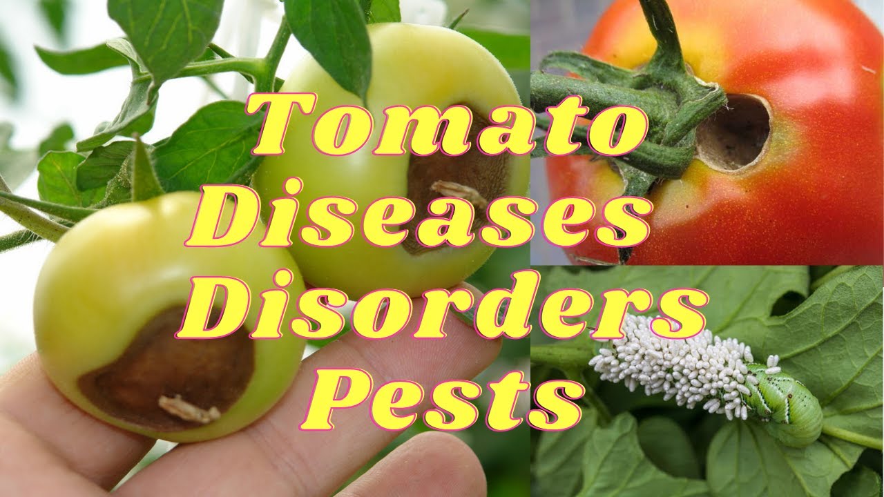 Tomato Diseases Pests Disorders | Uburwayi bw'inyanya | Buckeye rot ...