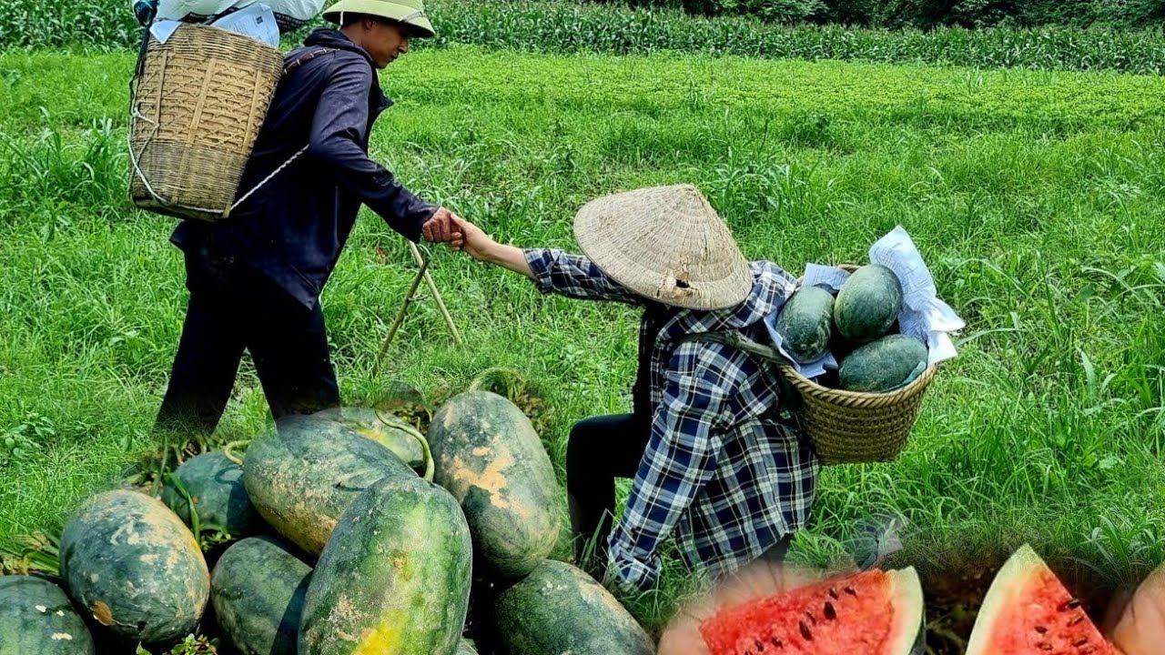 Experience a day of picking watermelons to sell together- happiness ...