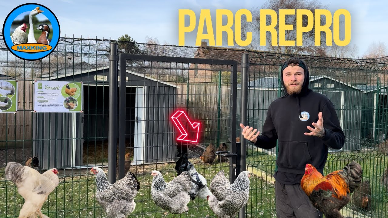 REPRODUCTION POULE DE RACE 2024!🐔🐓 - YouTube
