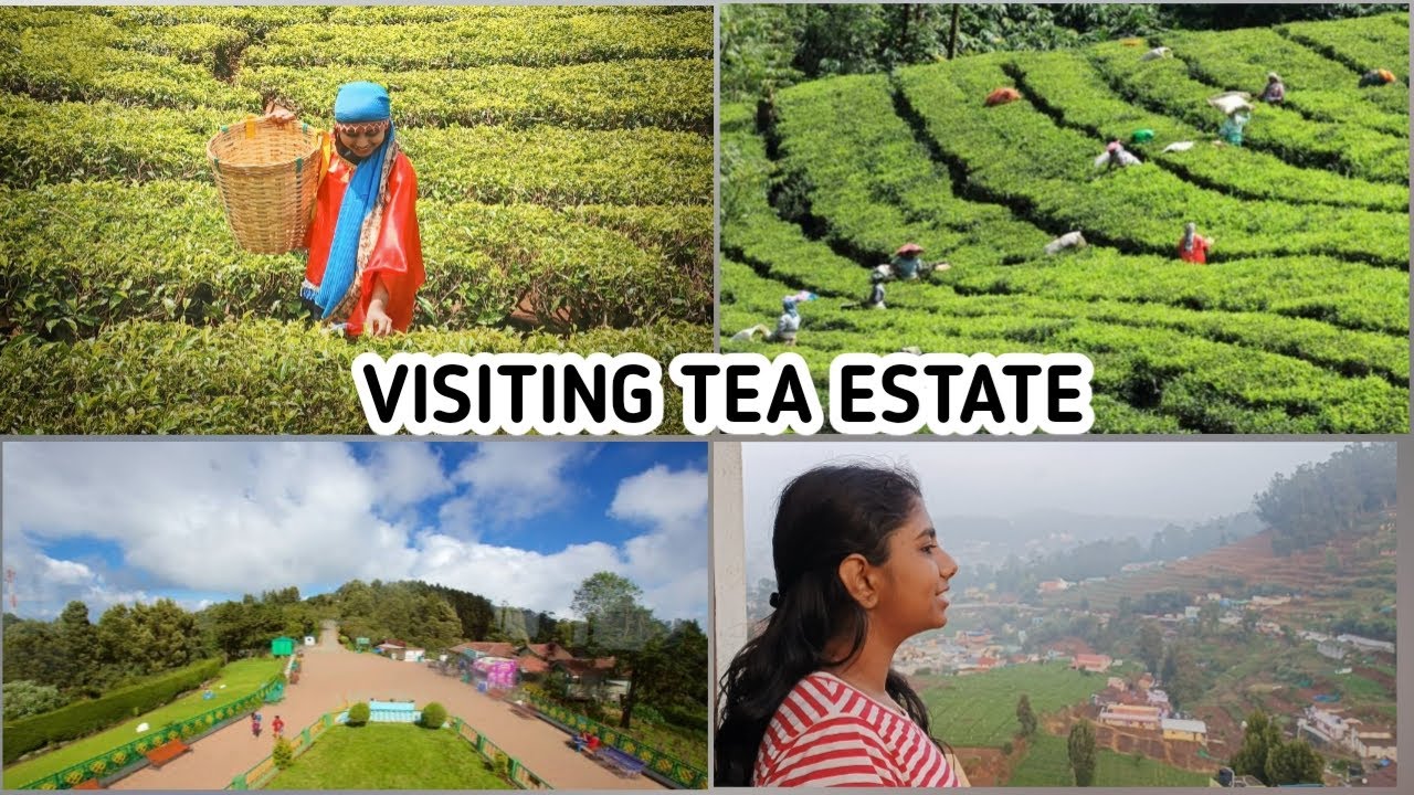 Visiting tea estate || Doddabetta peak || Kannada Vlogs || Sinchana ...