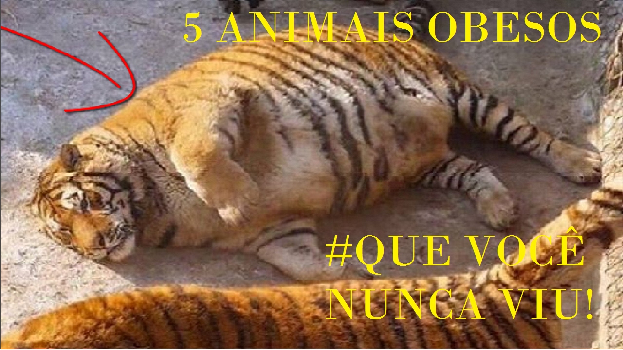 5 animais obesos que você vai querer ver - YouTube