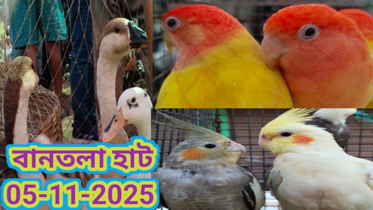 Bantala Bird Market. Bantala Hat.বানতলা পাখির হাট। বানতলা হাটে প্রচুর ...