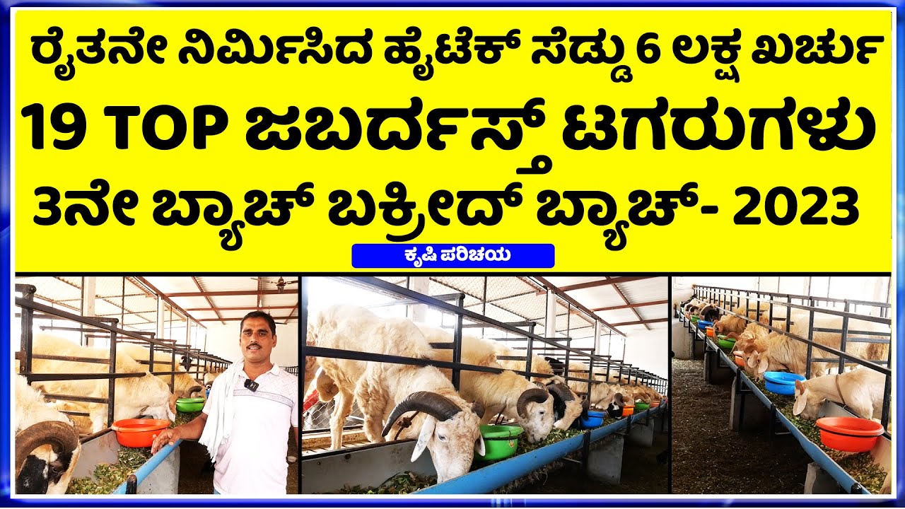 Amingad Tagaru For Sale ! Bakrid Batch ! Sheep farming in Karnataka ...