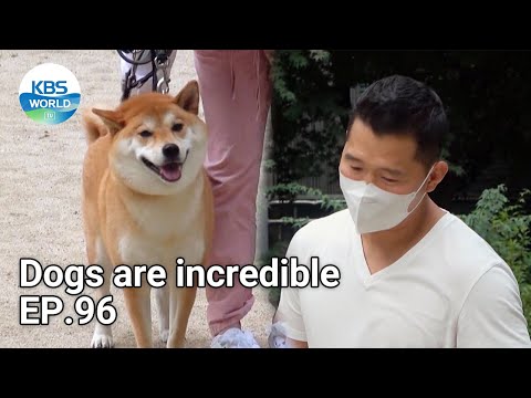 Dogs are incredible EP.97 | KBS WORLD TV 211027