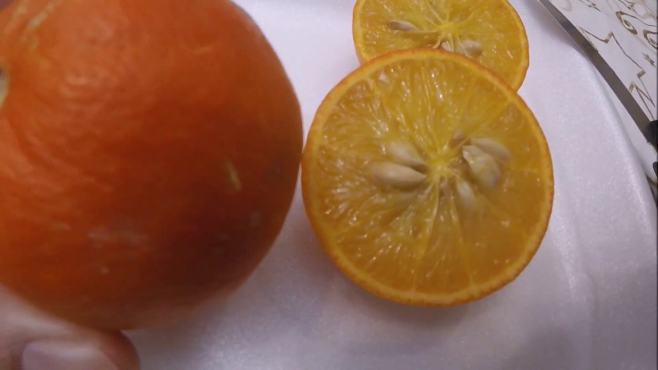Cold hardy citrus taste test US 852 citrandarin , TaiTri, lemandarin ...