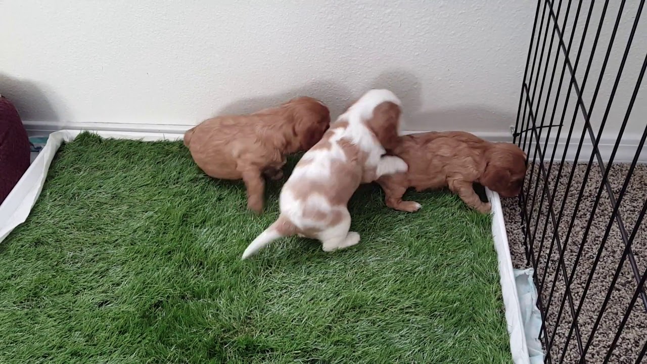 Baby Cavalier King Charles Spaniel Puppies - YouTube