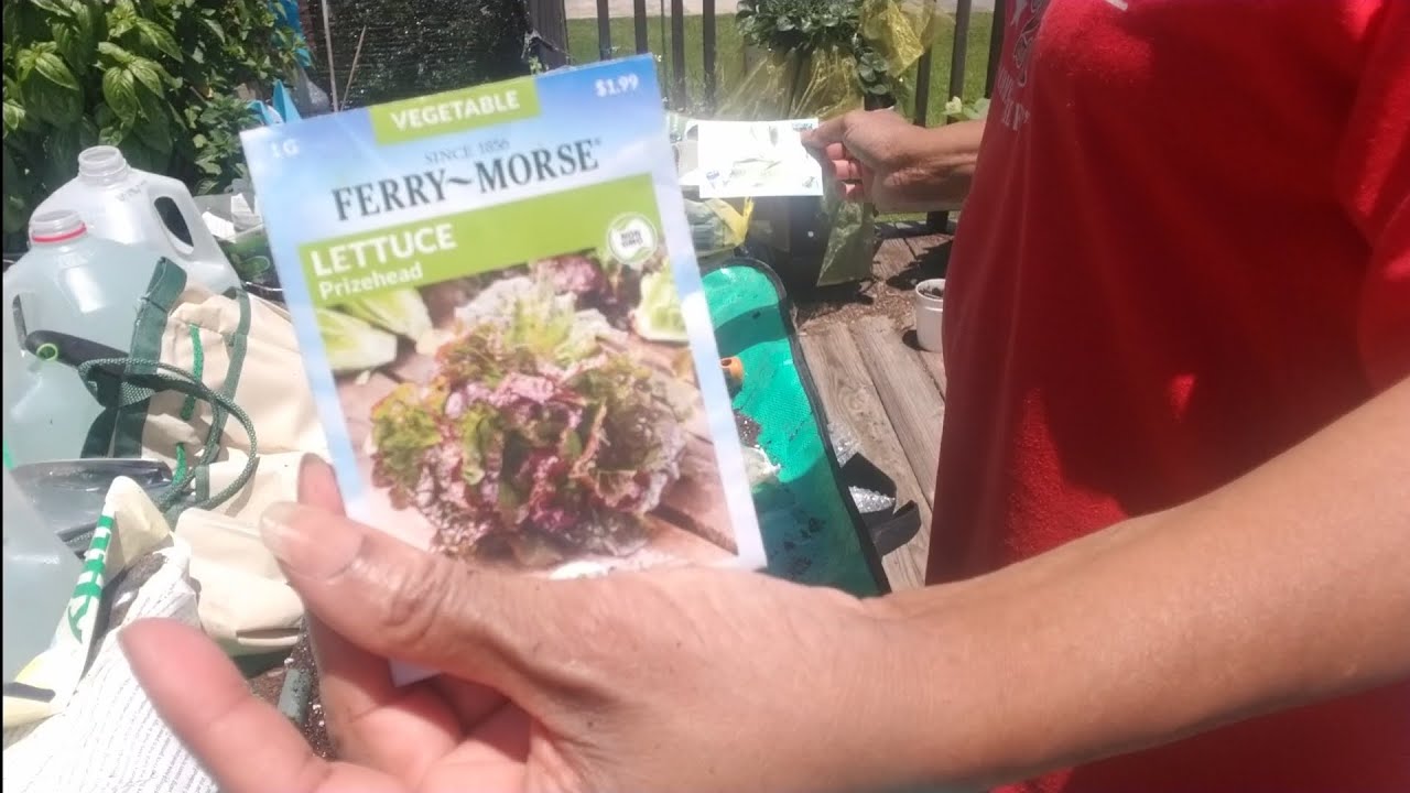 How to grow LETTUCE (from seeds) in a window box - YouTube