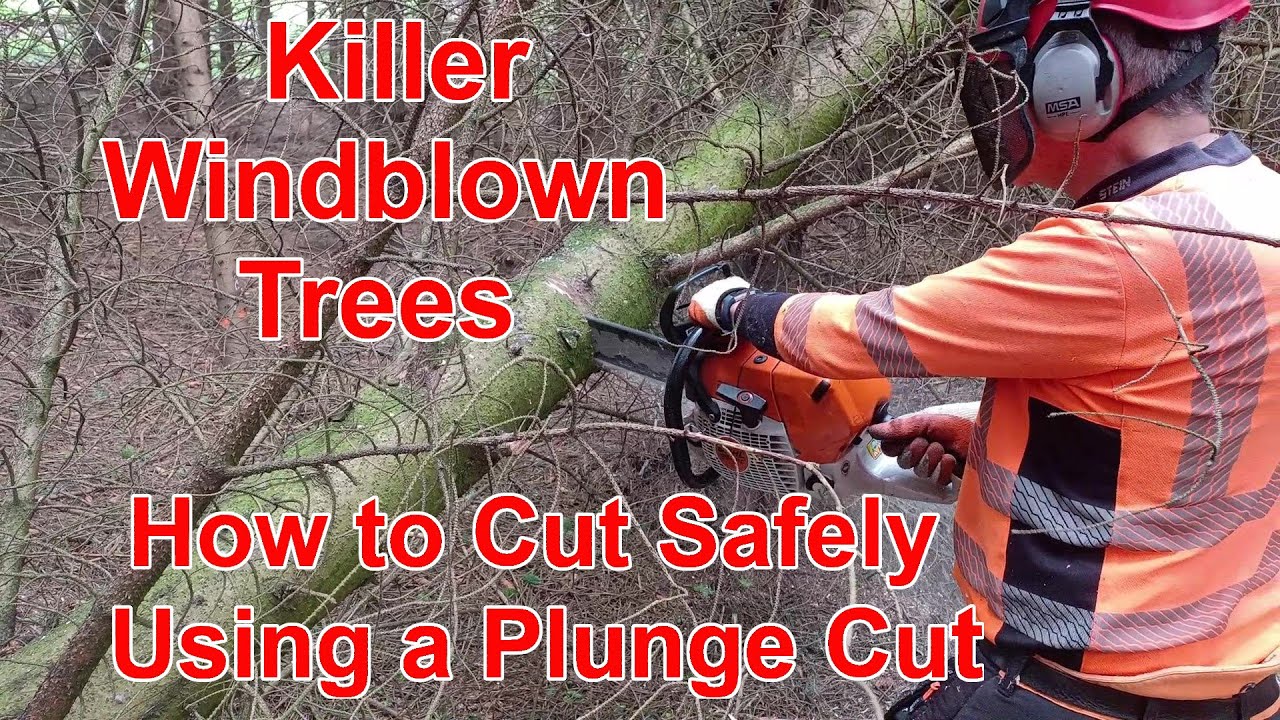 Dangerous Trees. How To Use a Plunge or "J" Cut to Make Them Safe ...