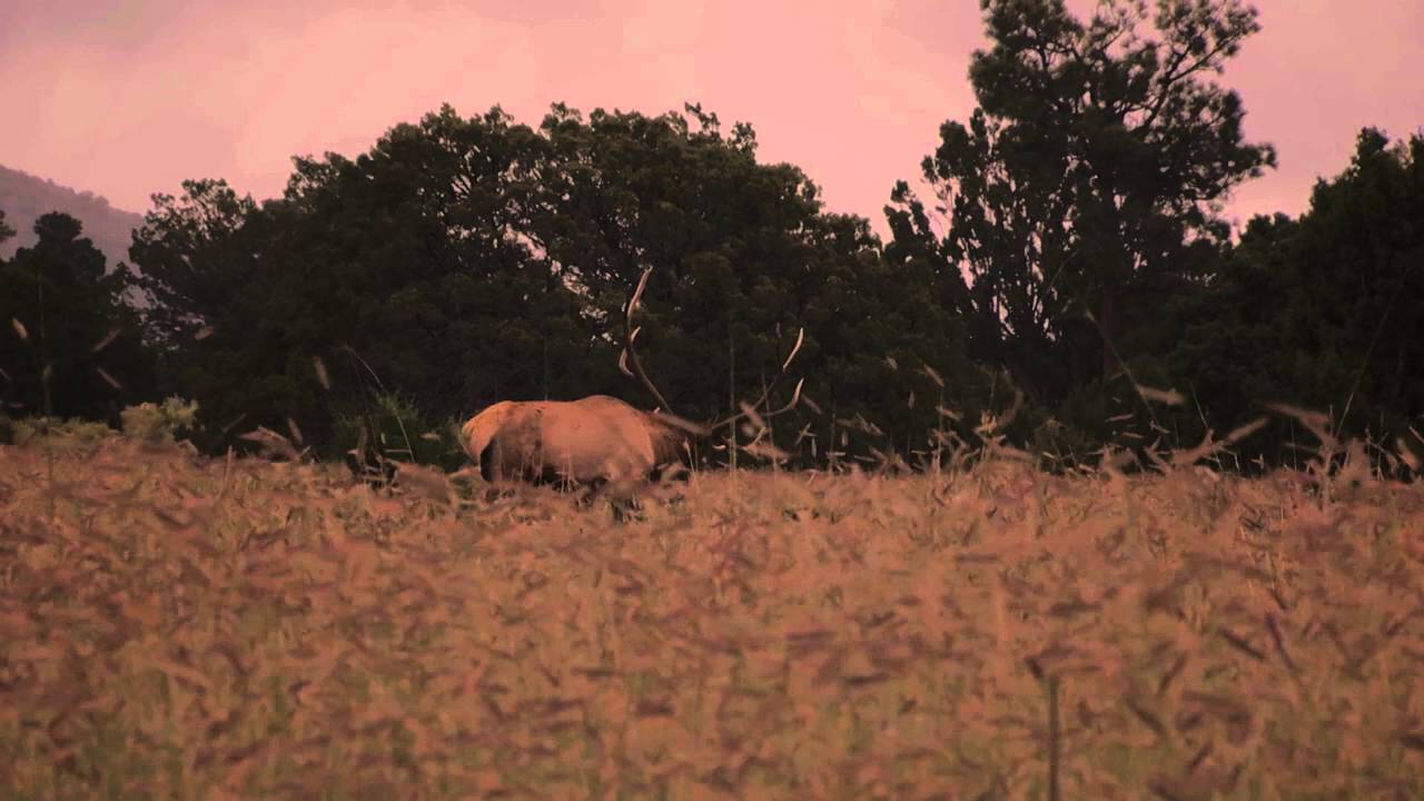 Desert Bulls - YouTube