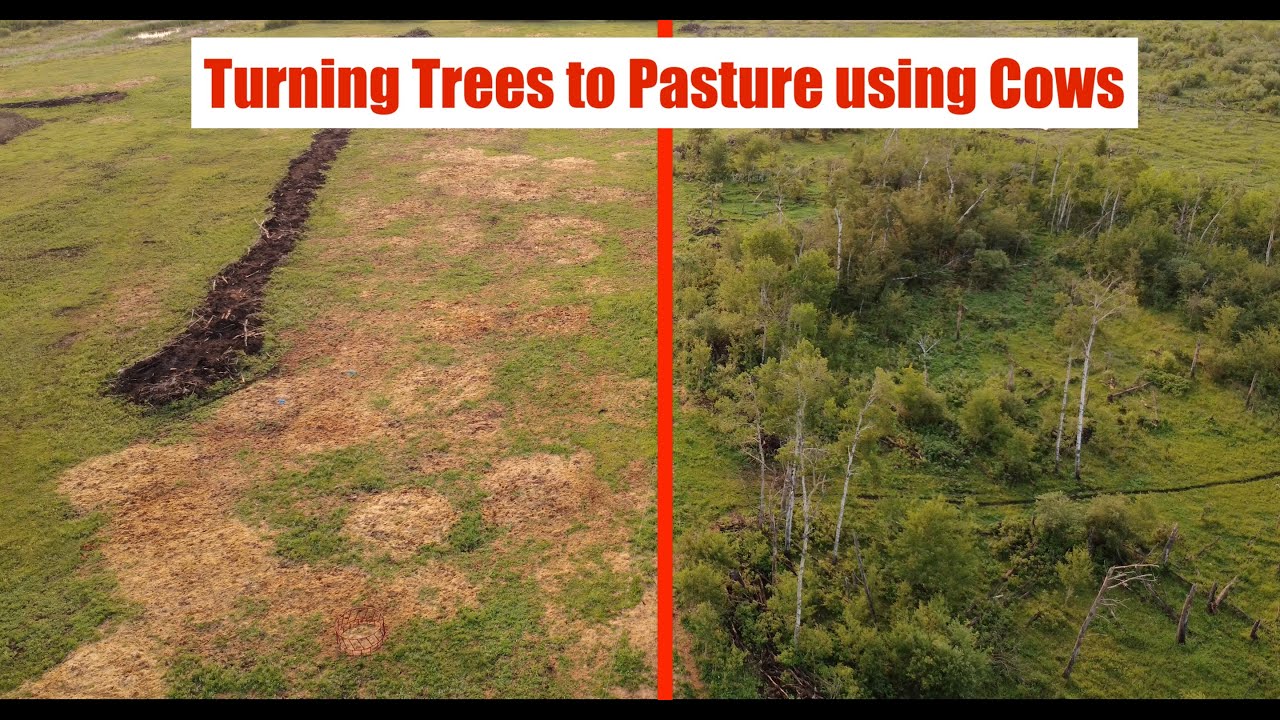 Turning Trees to pasture by Intensive Feeding and Grazing - YouTube