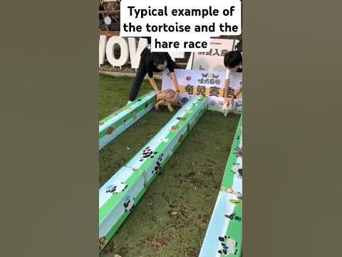 Typical example of the Tortoise and the Hare game - YouTube