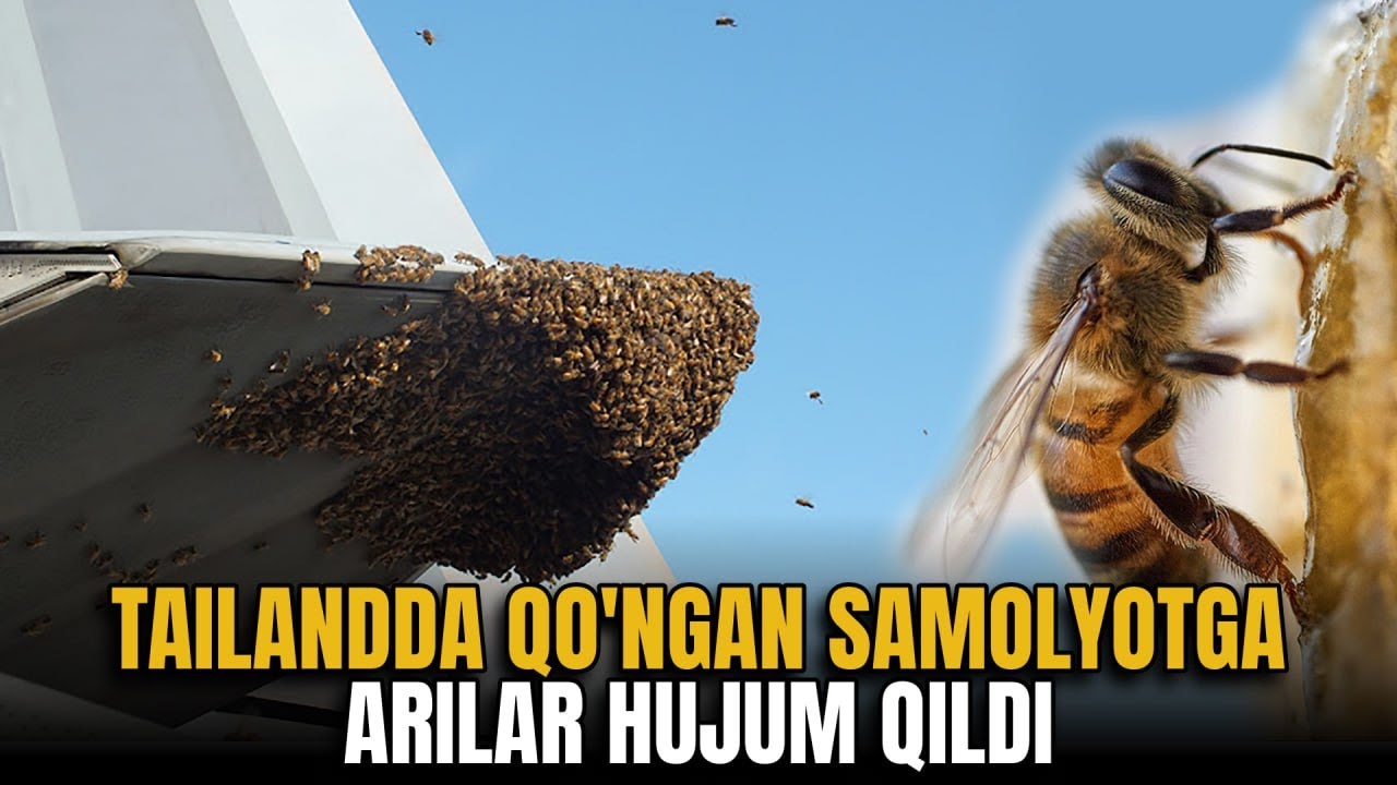 Tailandda qo'ngan samolyotga arilar hujum qildi - YouTube