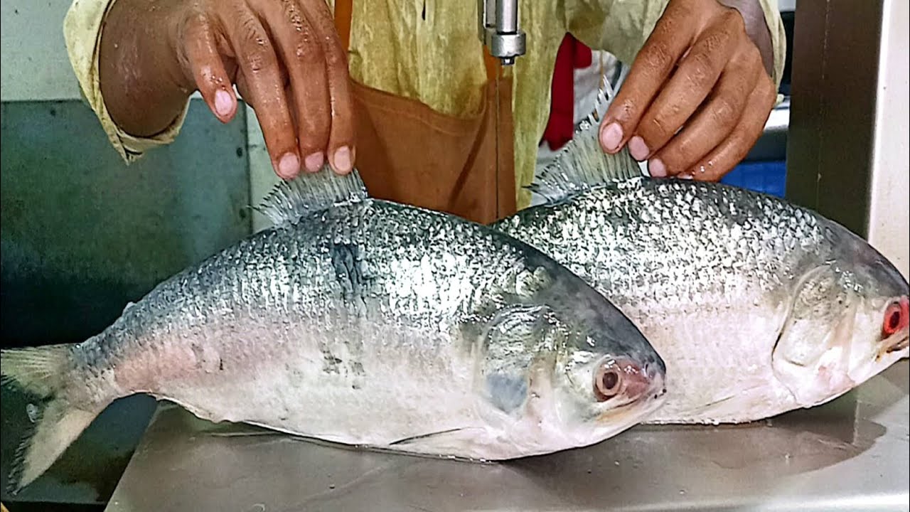 Watch the world famous hilsa fish cutting video very fast with the ...