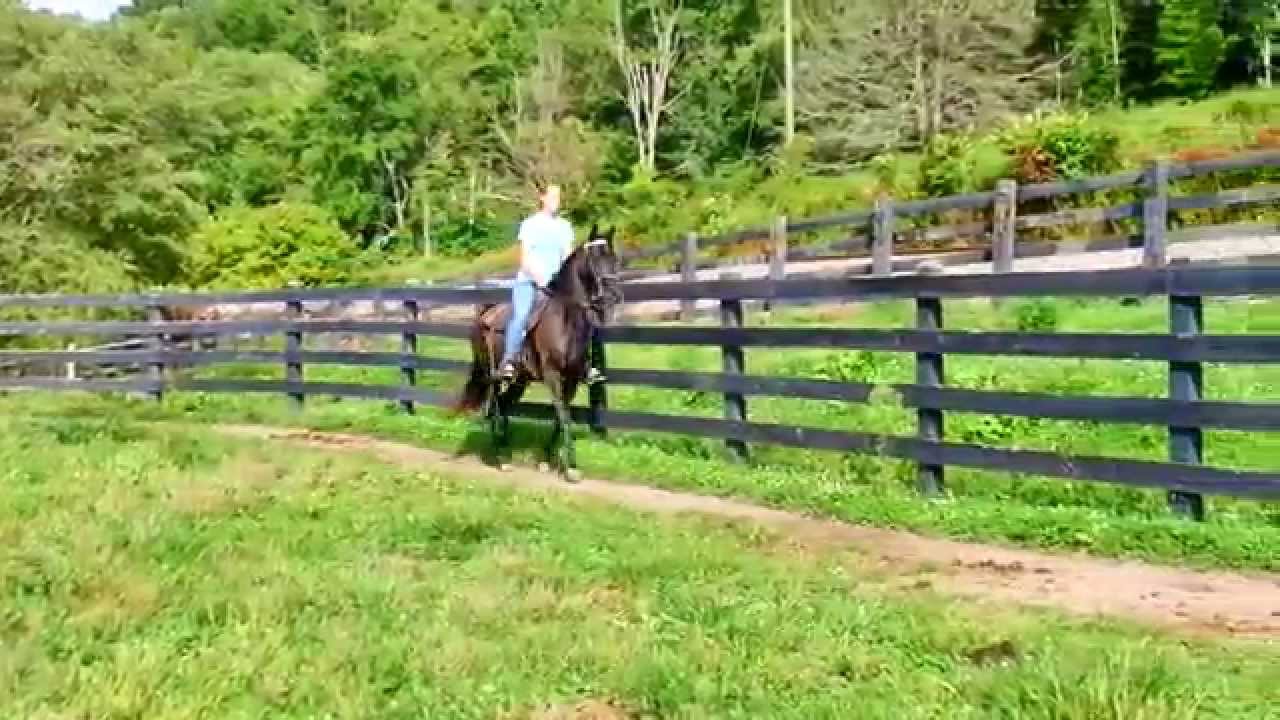 AFFECTIONATELY - SHADOW RIDGE STABLES - YouTube