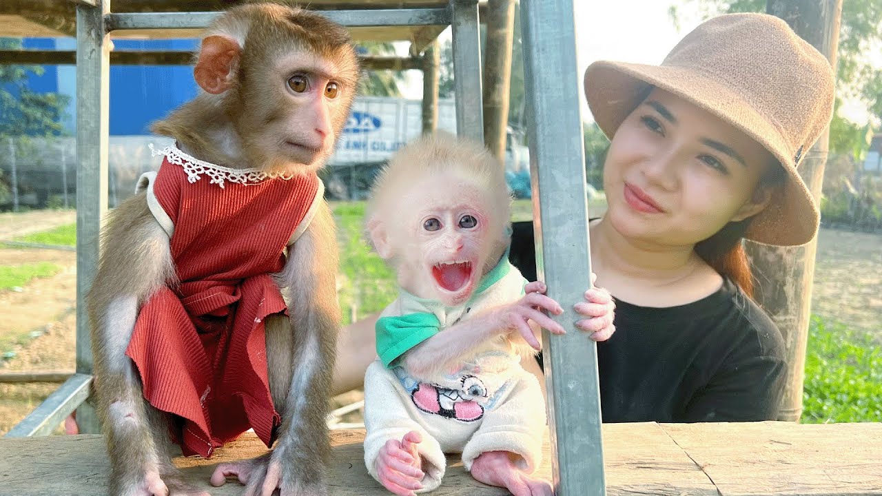 Monkey Kaka Asked Mom To Let Her Visit The Beautiful New House Being ...