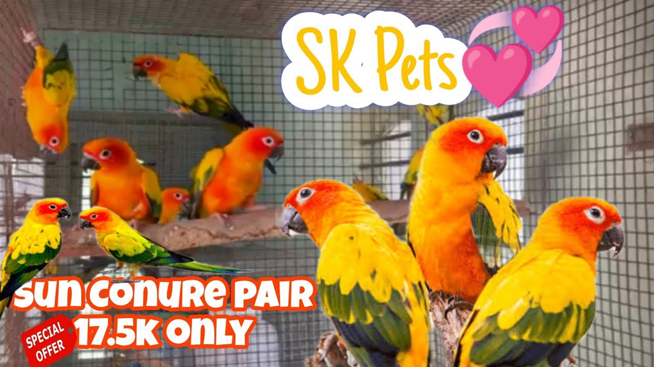Special offers for |Sun Conure|👏at best price ... - YouTube