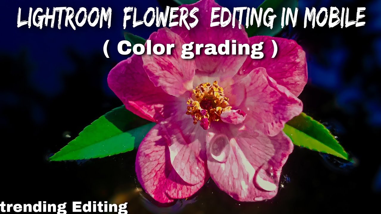 Lightroom Flowers Editing in Mobile || Moody Flowers Editing ...