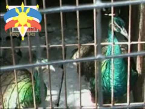 Tiririt Ng Maya - YouTube