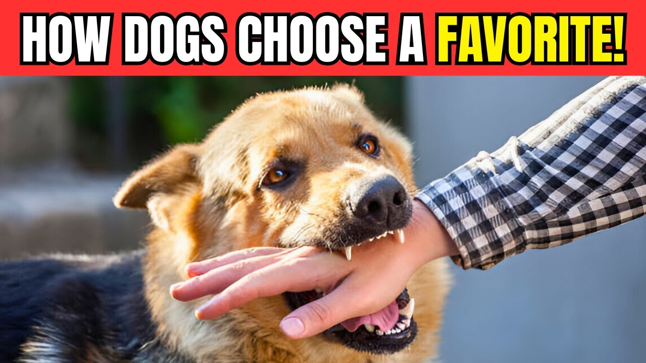 Why Your Dog Chooses YOU as Their Favorite – It’s Not About Food! - YouTube