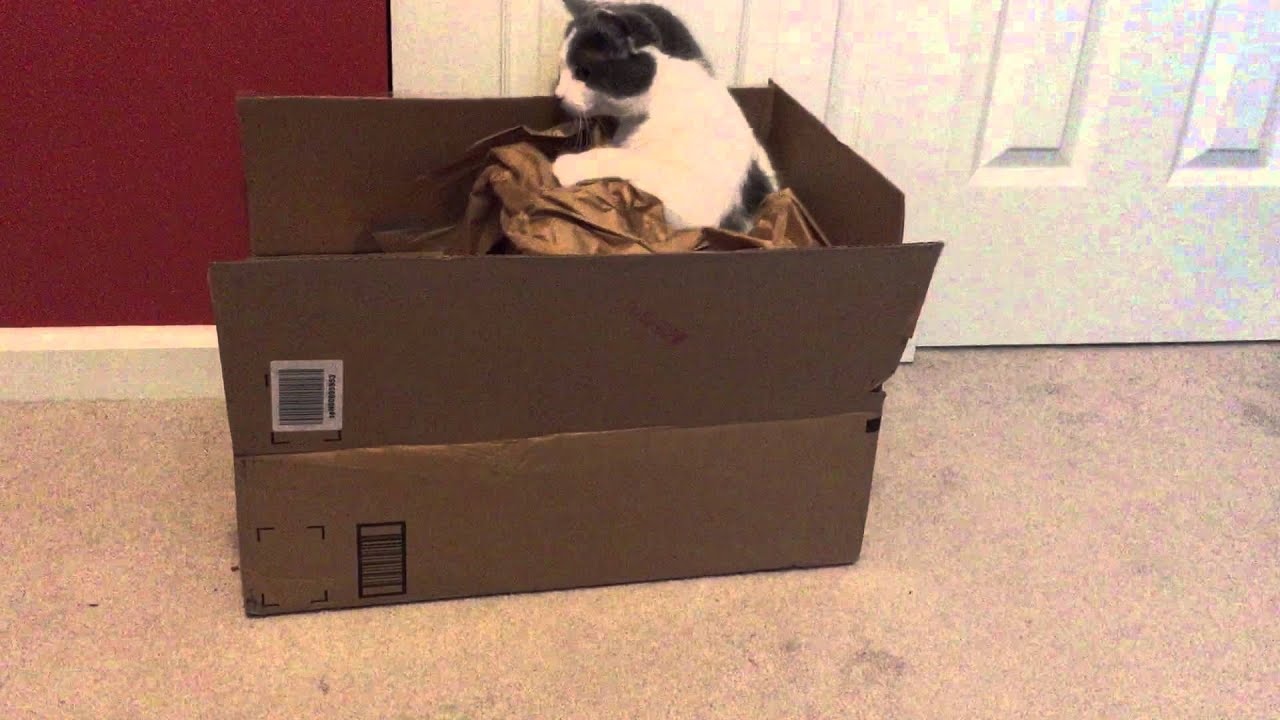 Daffy - Box - YouTube