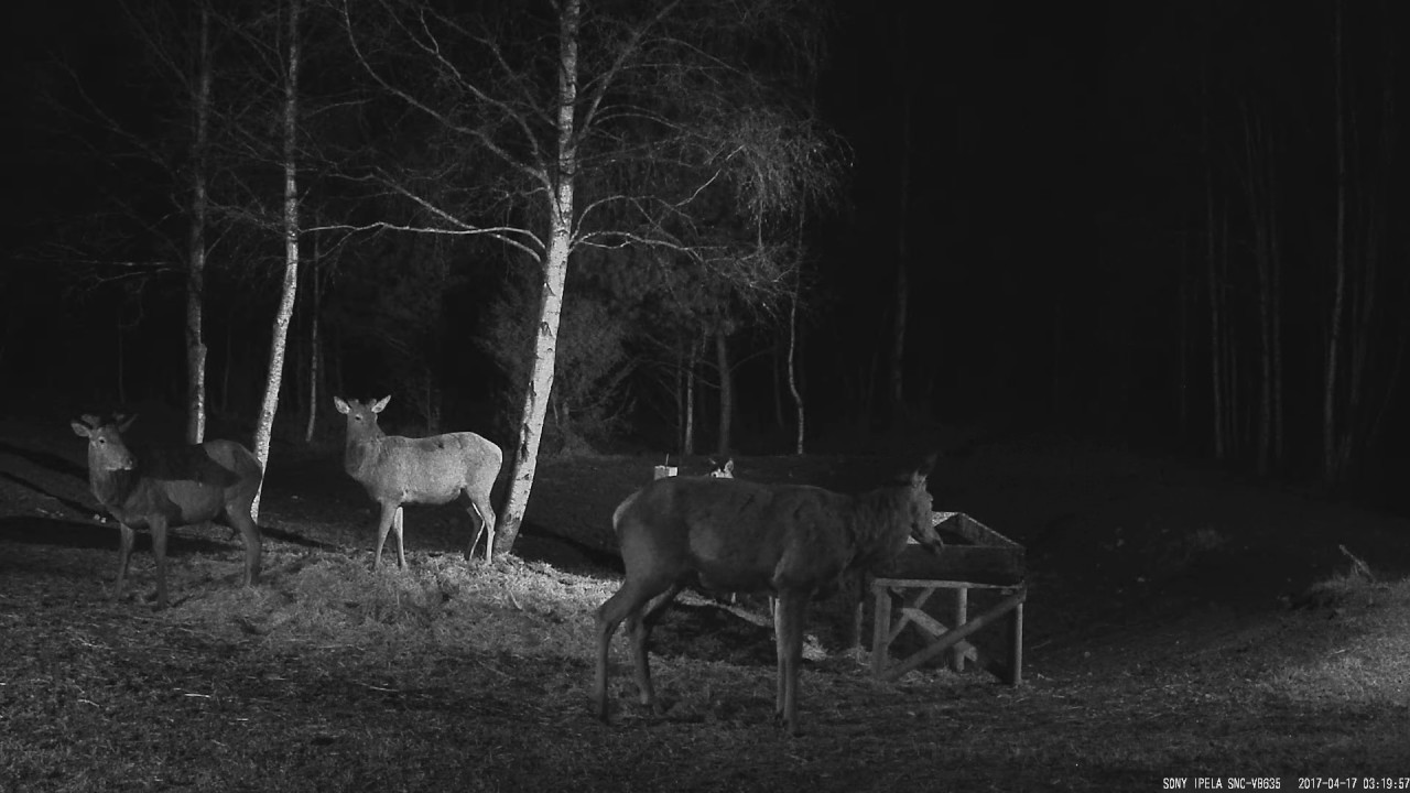 hirv 2017-04-17 03:19 - YouTube