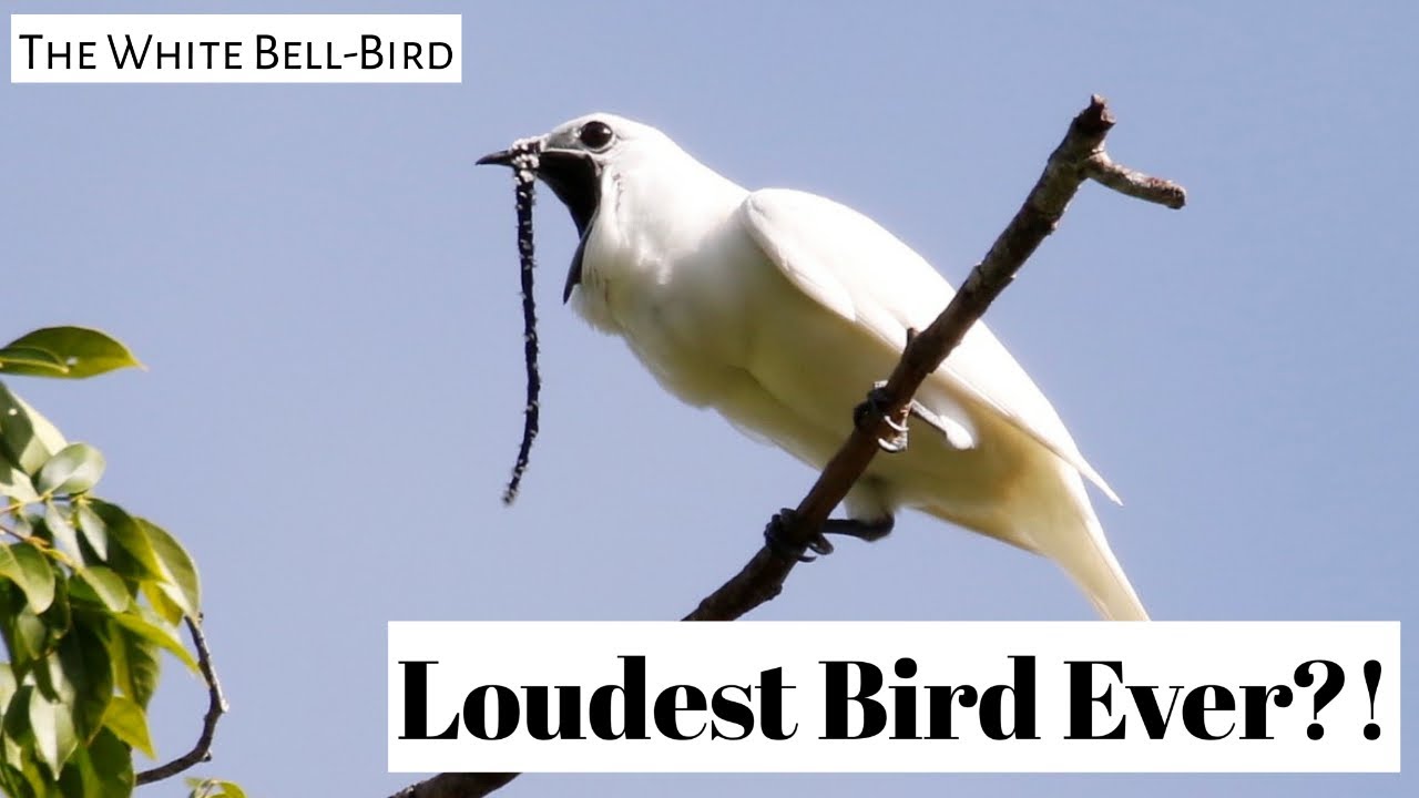 Worlds Loudest Bird Call?! | White-Bell Bird #shorts - YouTube