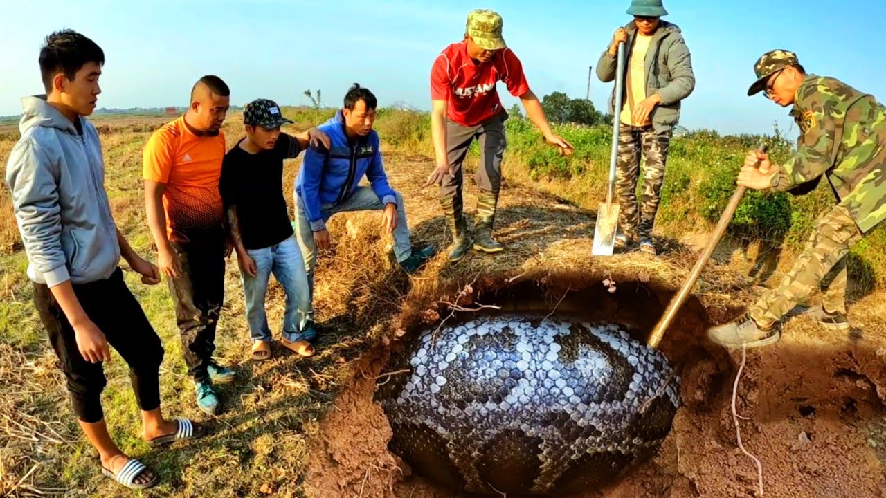8 Brave Experts Catch Giant Snakes With Their Hands - YouTube