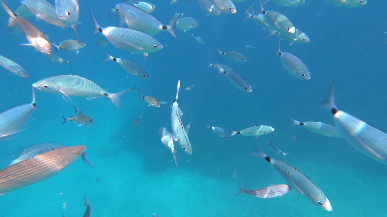 Snorkeling in the Blue Lagoon, Corfu, Greece - YouTube