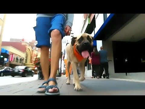Giant English Mastiff Puppy, Jaxon - From Dragging Family to Amazing ...