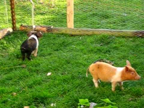 Sticky the Runt Piglet Aged 5 Weeks - YouTube