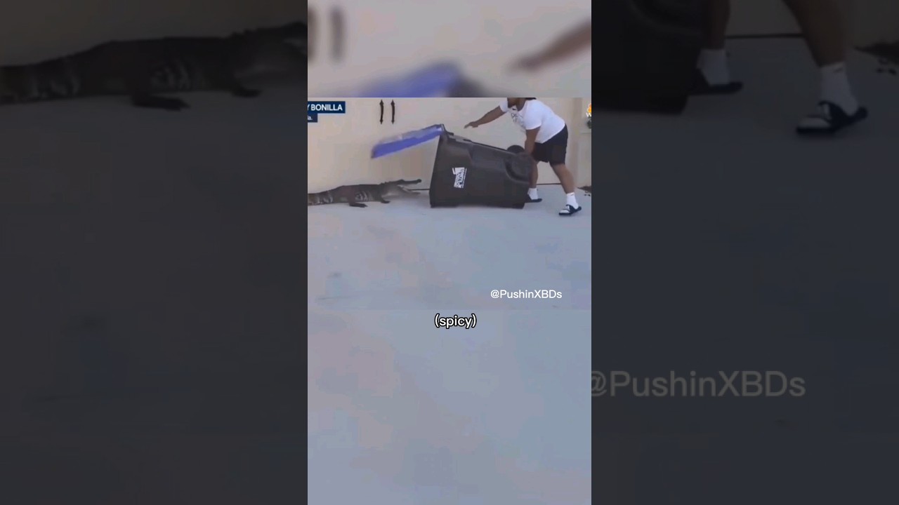 Florida Man Vs Alligator #shorts - YouTube