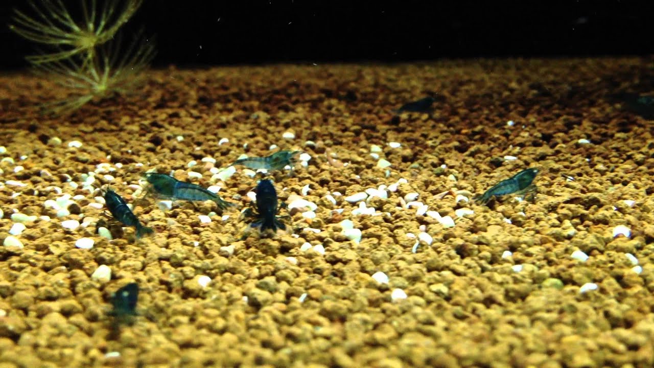 Xmant's Silver Eye Deep Royal Blue Tiger Shrimp - YouTube