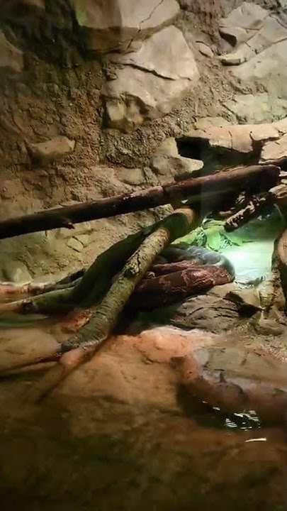 Giant Python Eats Man - YouTube