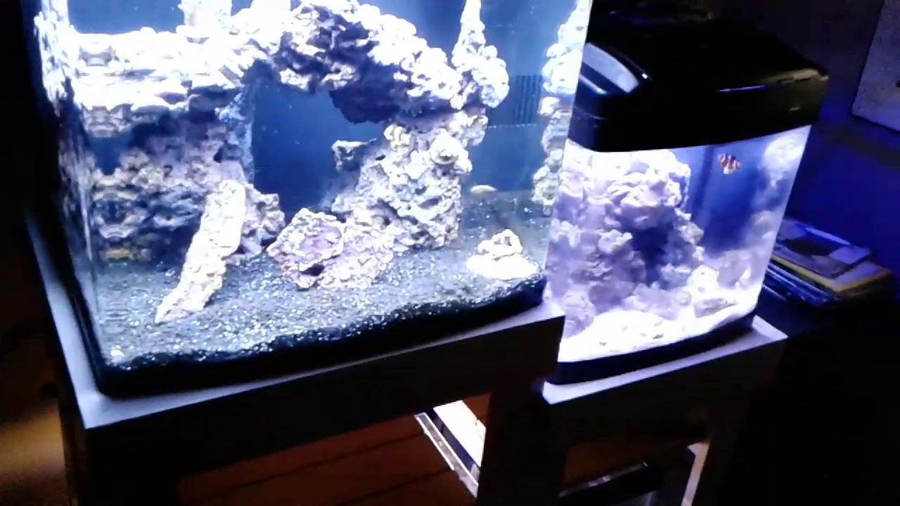 14 and 32 gallon biocube setup running on one sump - YouTube