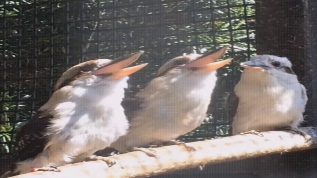 Laughing Birds - YouTube