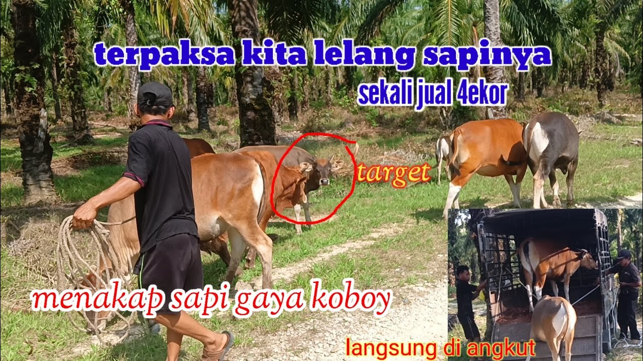 peroses menangkap sapi yang masih liar untuk di lelang demi membeli ...