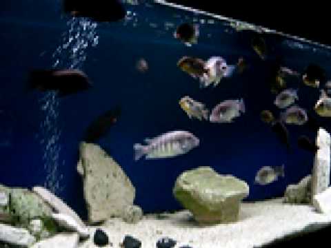Petrochromis sp Moshi Petrochromis orthognathus Ikola Petrochromis ...