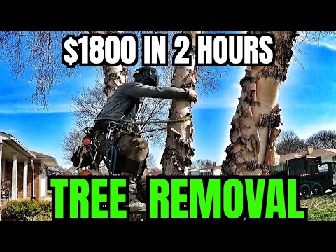 TREE REMOVAL FROM START TO FINISH $1,800 in 2 Hours - YouTube
