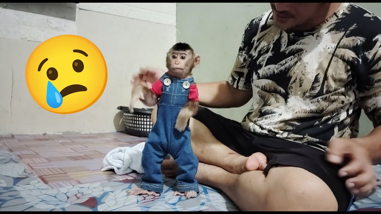 Goodbye monkey cola, last day with Cola - YouTube