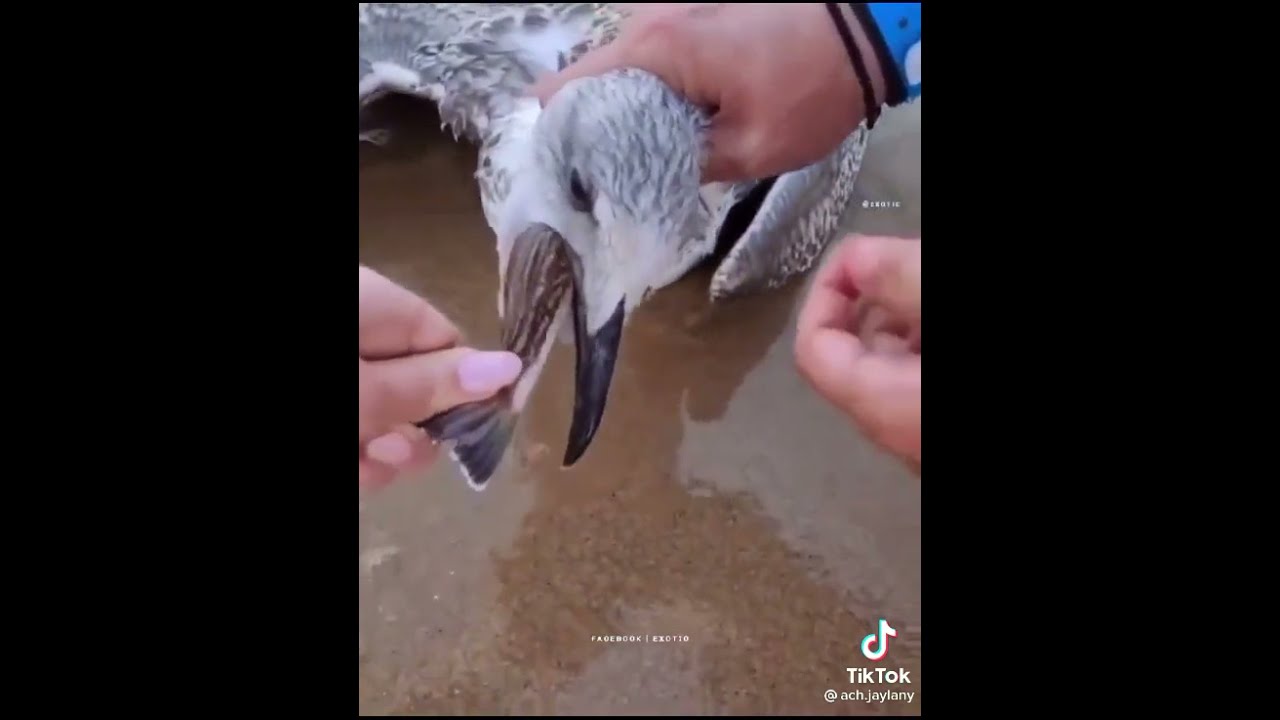 Man saves bird choking #tiktok #tiktok #tiktokviral - YouTube